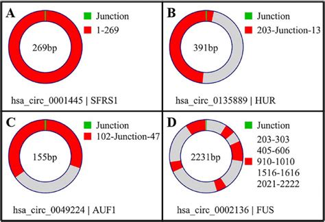 Crmss 又一款预测circrnarbp结合位点的工具 Circrna论坛
