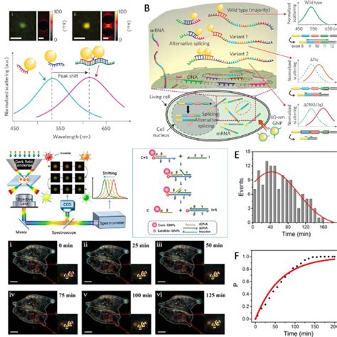 A Hyperspectral Imaging And Finite Difference Time Domain Simulation
