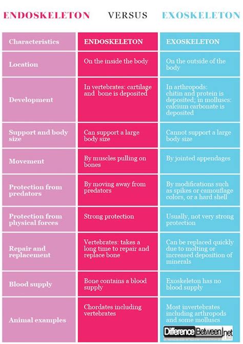 Endoskeleton Vs Exoskeleton