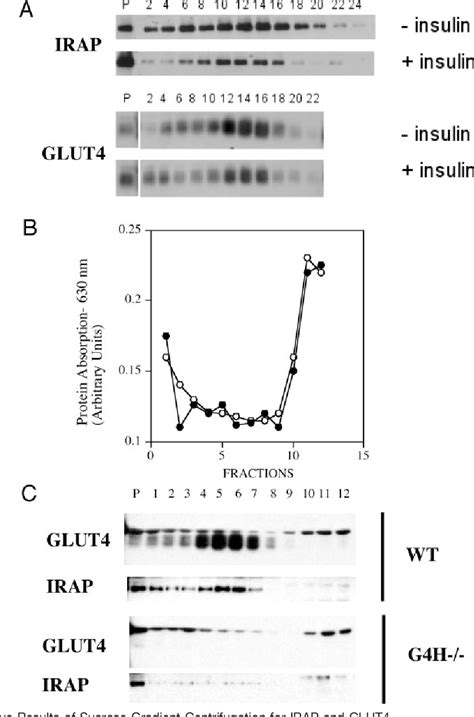 Figure 2 From Regulation Of Insulin Responsive Aminopeptidase Expression And Targeting In The