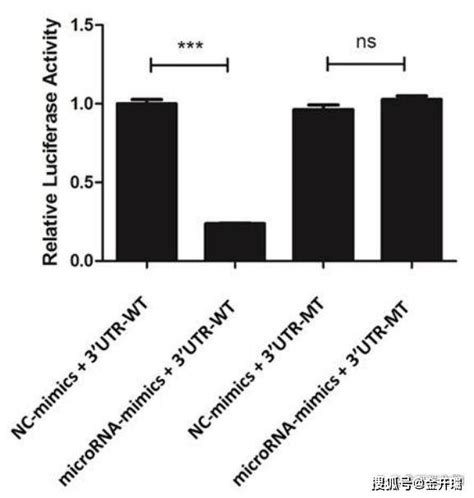 干货图文｜双荧光素酶报告基因结果解读 Mirna 实验 研究