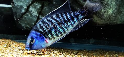 Red Empress Hap Cichlid Protomelas Taeniolatus Cichlids For Sale