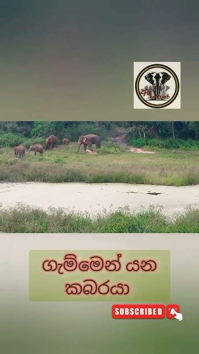 මද සුවෙන් සිටින දඩබ්බර කබරයා ️🐘🐘😊 Shortvideo Nature Wildlife