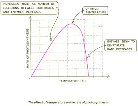 Limiting Factors Biology For Gcseigcse Class 10 Pdf Download