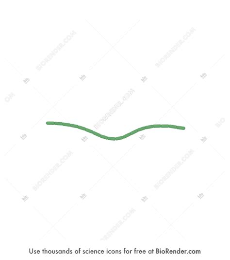Free Segmented Filamentous Bacterium Icons Symbols And Images Biorender
