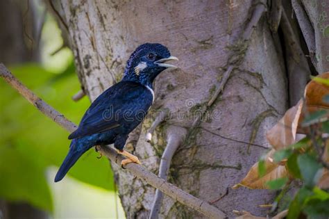 Basilornis Celebensis Or Sulawesi Myna Stock Image Image Of Beak