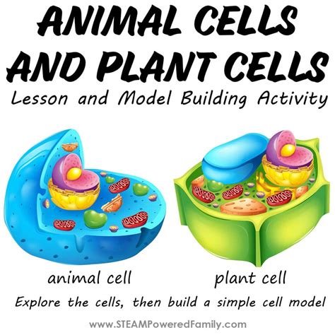 Animal Cell Model Jello Science Project Jello Model Plant Cells