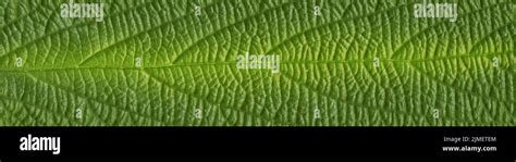 Leave Texture Hi Res Stock Photography And Images Alamy