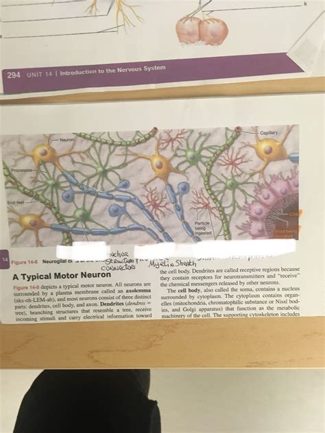 Motor Neuron Diagram Quizlet