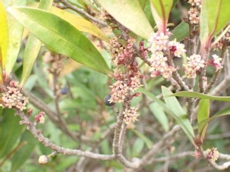 タイミンタチバナ さが21世紀県民の森森林学習展示館北山森クラブ