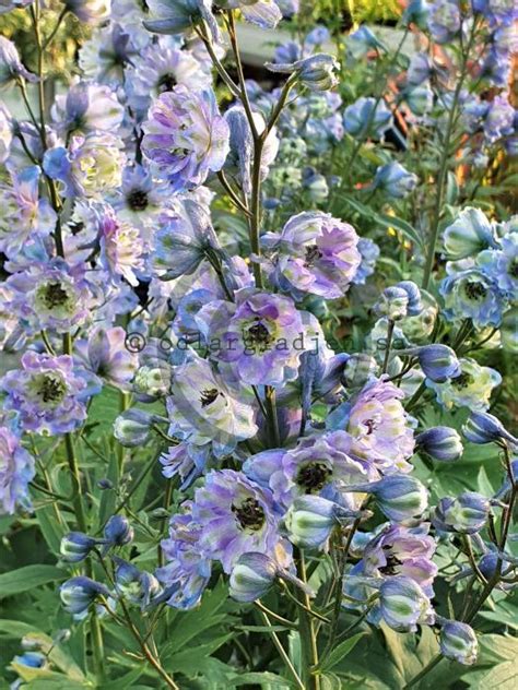 Köp Trädgårdsriddarsporre Delphinium Elatum Gruppen La Boheme Odlarglädjens Plantskola