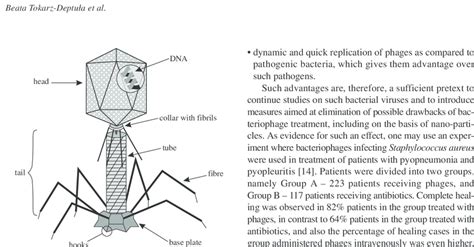 Bacteriophage Structure Labeled