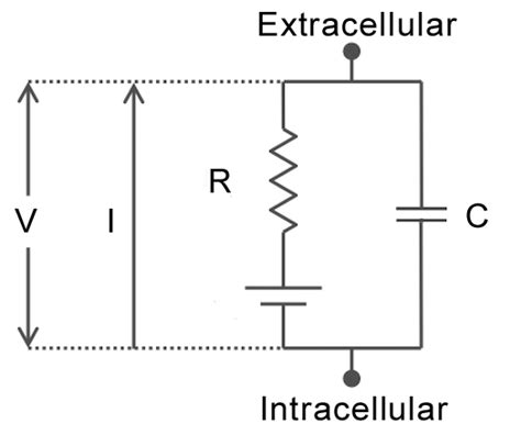 12 Elementary RC Circuit As A Neuron Model Download Scientific Diagram