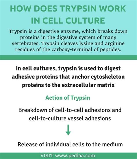 How Does Trypsin Work In Cell Culture Pediaa Com