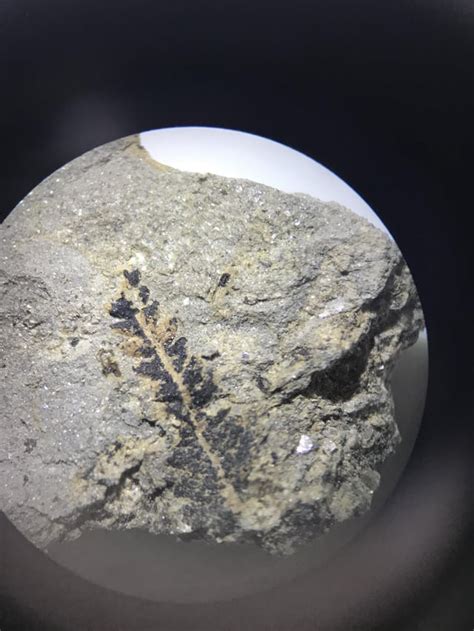 What You Think About My 5 Tiny Fossils That I Found They Are Soo