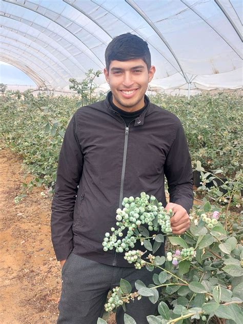 Ahmed Gad On Linkedin Blueberry Agricultural
