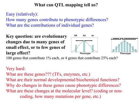 Ppt Quantitative Trait Locus Qtl Mapping Powerpoint Presentation