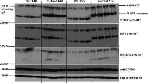 Fl And Hmw Mutant Htt Is Detected In Striatal Lysates By Three Separate Download Scientific