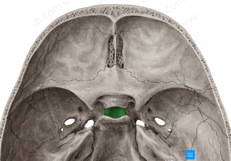 Hypophyseal Fossa Of Sphenoid Bone 3851 Kenhub Image License Store