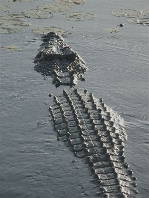 Alligator In The Water