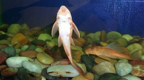 Cute Sucker Fish