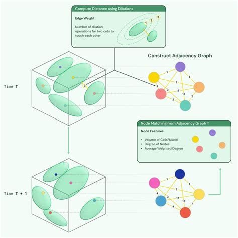 Constructing Adjacency Graph From The Segmentation Image And Tracking