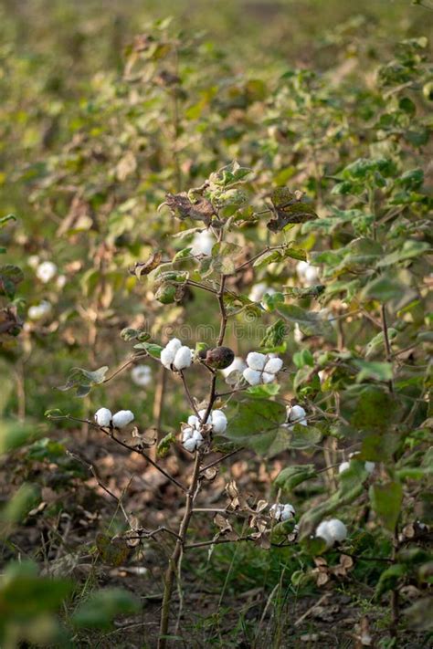 Cotton Bolls Fully Matured On Plant In The Cotton Farm Field Used
