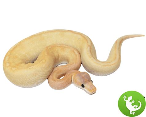 Banana Champagne Ball Python Ultimate Reptile