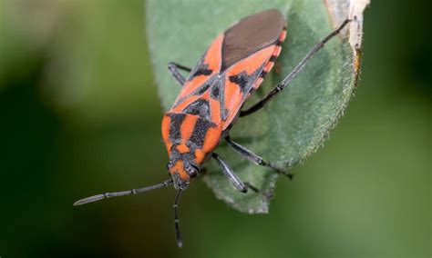 Red Shouldered Bug Hearts Pest Management