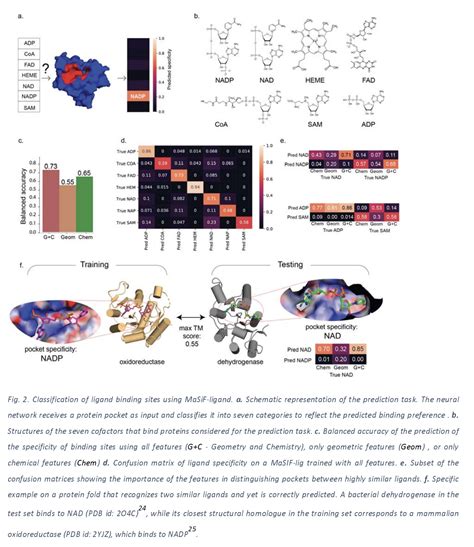 Deciphering Interaction Fingerprints From Protein Molecular Surfaces