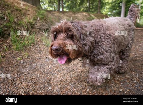 Brown Cockapoo Walking From Right To Left Looking Just Past The Camera