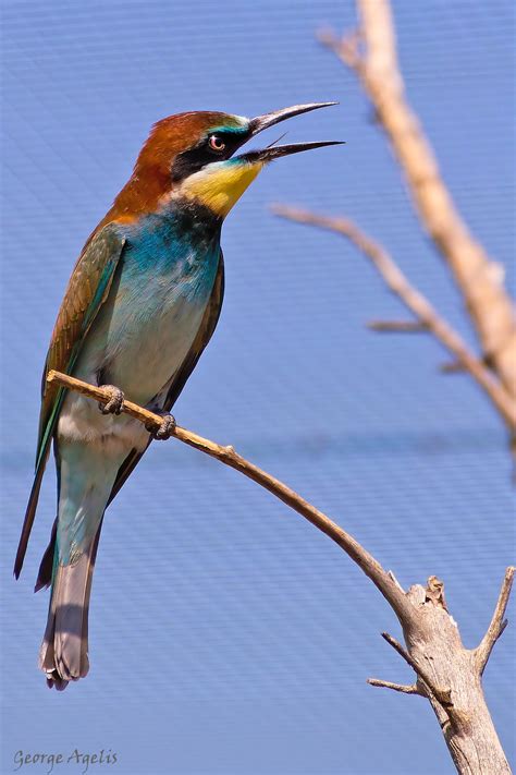 Redhead By Agelisgeo On Deviantart
