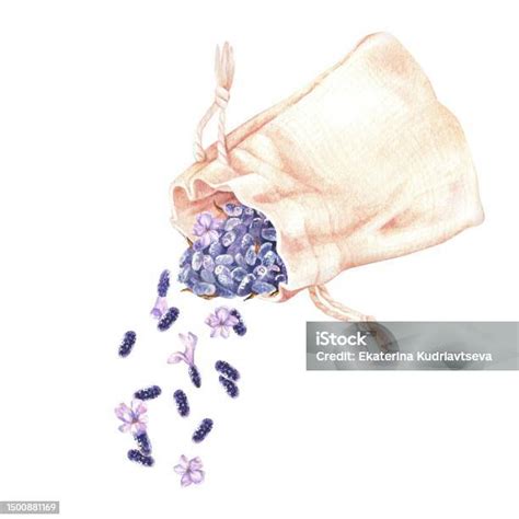 수채화 그림입니다 헝겊 가방에서 말린 라벤더 한 다발이 쏟아집니다 흰색 배경에 격리되어 있습니다 진정 효과가 있는 향기로운 허브 화장품 향 양초 향 주머니의 포장 디자인