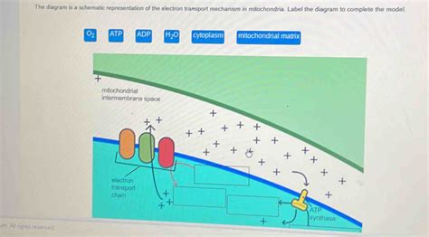 The Diagram Is A Schematic Representation Of The Electron Transport