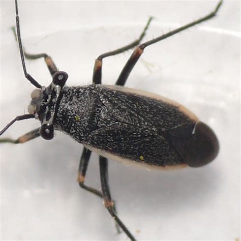 Labops From Banff 10 07 10 Labops Hesperius BugGuide Net Labops From Banff 10 07 10 Labops Hesperius BugGuide Net