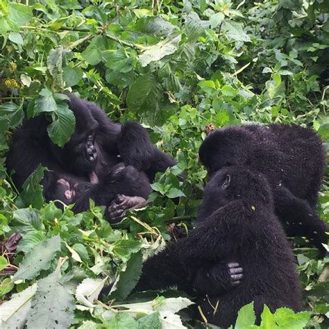 How Do Gorillas Mate Courtship Reproduction And Breeding