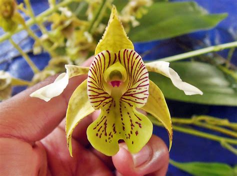 Dendrobium Macrophyllum Orchidaceae