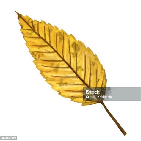 느릅나무의 밝고 생생한 가을 잎사귀 손으로 그린 수채화 그림은 하얀 배경에 분리되어 있다 엽서 인사말 카드 초대장 직물 패턴 지문 배경 0명에 대한 스톡 벡터 아트 및 기타