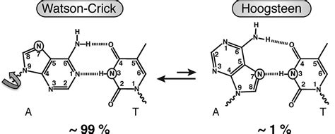 Base Base Pairing