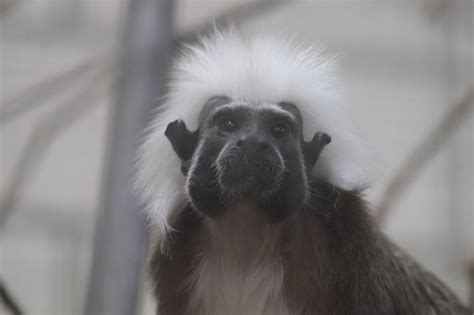 ワタボウシパンシェ