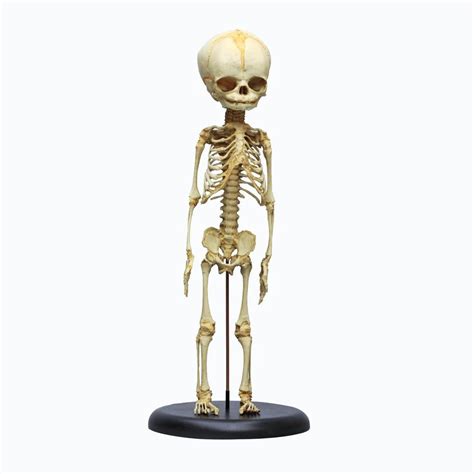 Tiny Skeleton Model 21cm At ₹ 1200 Piece Bone Set In New Delhi Id 2856512689933