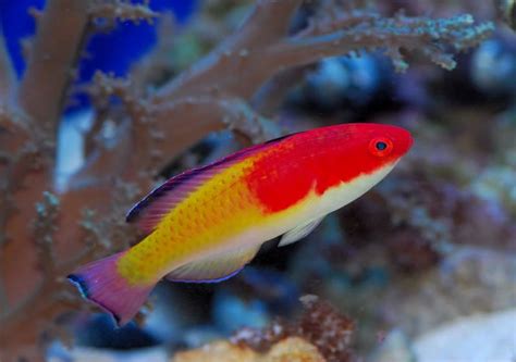 Flame Wrasse Reef2reef