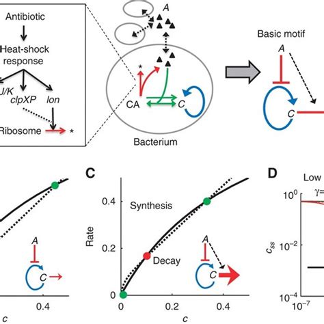 Modeling The Impact Of Inoculum Effect Ie On Periodic Antibiotic Download Scientific Diagram