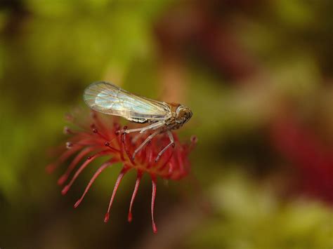 Delphacidae Insektarium