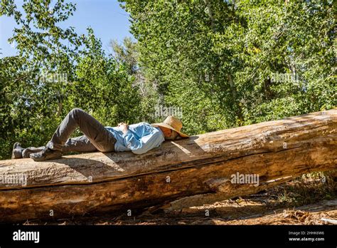 Usa Idaho Bellevue Man With Straw Hat On Face Napping On Fallen Tree