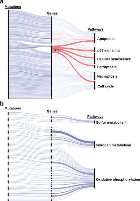 Composition Of Pathway Cadd Scores From Gene And Mutation Level Scores Download Scientific