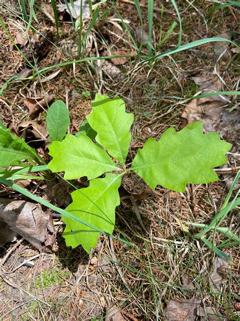 Oak Tree Seedlings