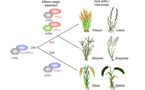 Think Evolutionary Transitions Lifeboat News The Blog