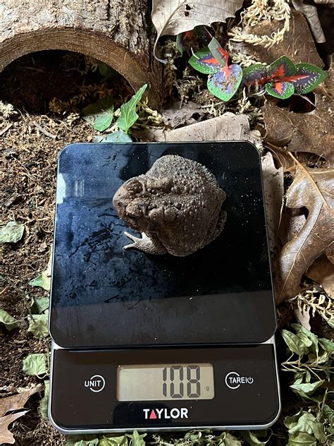 Miss Toad And Tiny Toad Size Comparison Rtoads