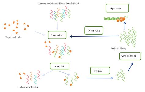 Expert Selex Aptamer Synthesis Service Custom Selection Alpha Lifetech